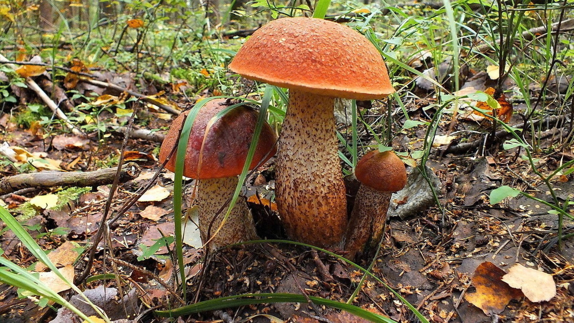 Лес, Грибы и Хорошее настроение.