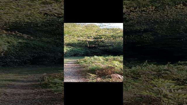 Кавказские горы. По заброшенной доре в горах