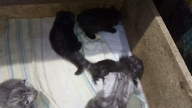 Шотландские котятки