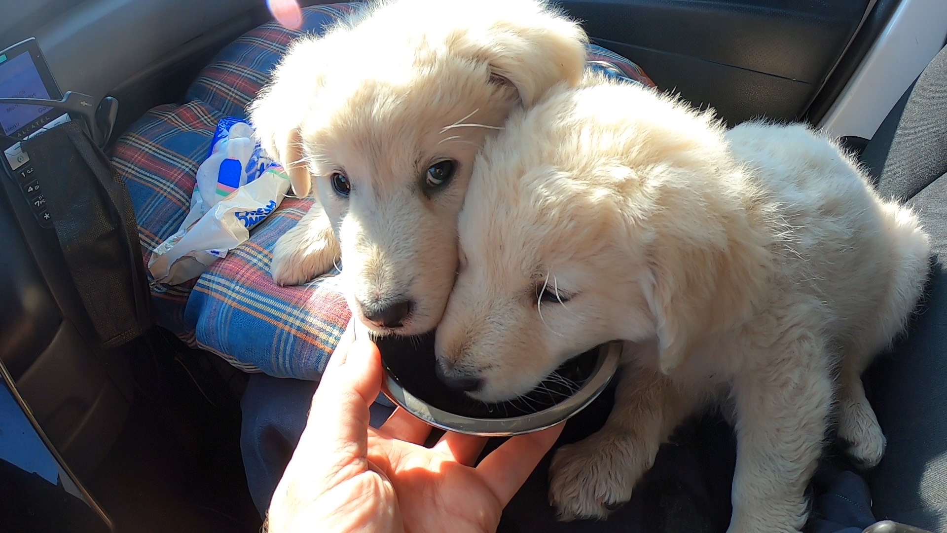 Где их мама? История про щенков Умку и Кая