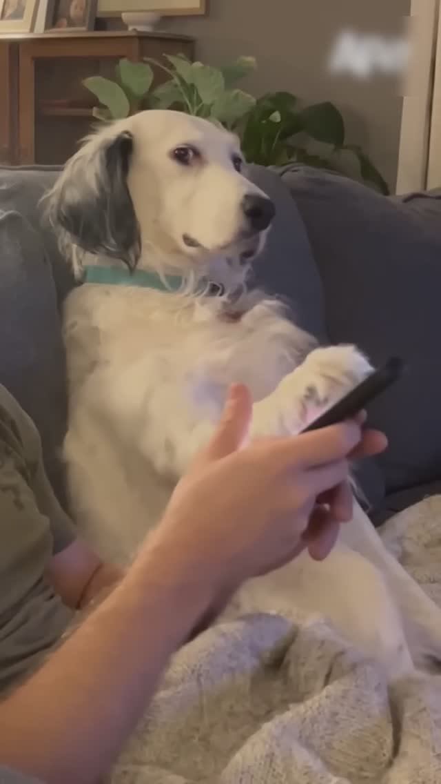 Забавные и весёлые приколы с кошками и собаками. 😂😂😂 Смотреть всем!