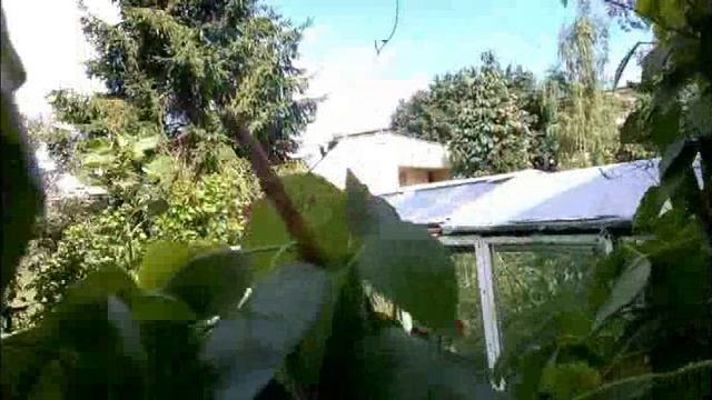 2022 Июль Огород Киски