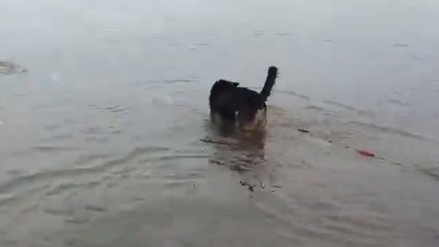 Пёсик - рыбак