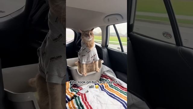 Весёлые забавные животные. Котики и собачки. Смотреть всем! 😂😂😅