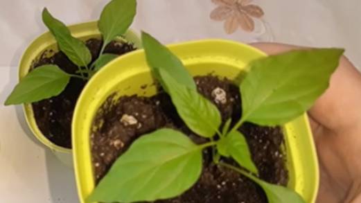 Рассада перцев без пикировки