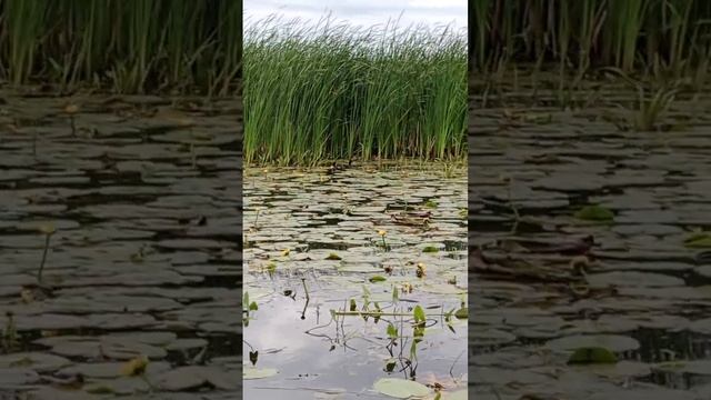 На Ладожском озере