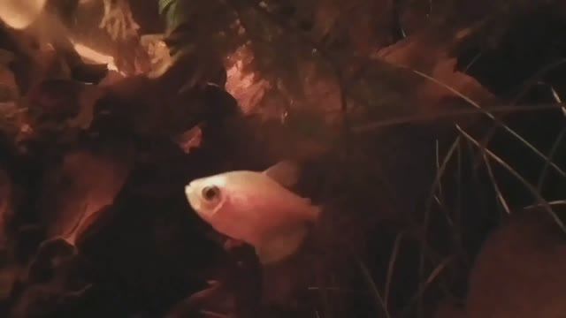 🐠♫🌿🛕#аквариум_релакс 🐟2