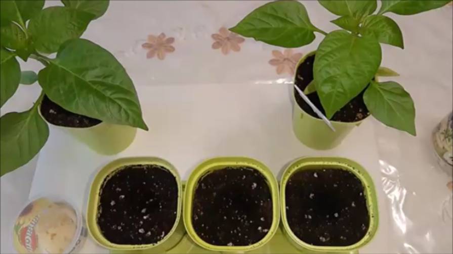 Выращивание рассады без пикировки.