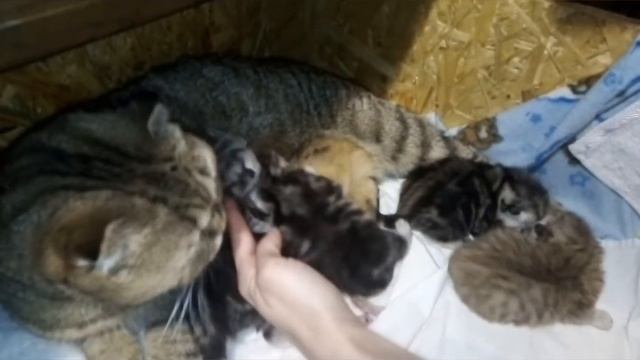 Котенок с проплешиной. Говорили усыпить.