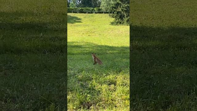 Павловский парк. Санкт-Петербург