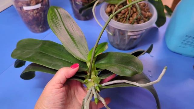 28.08.24.режем Орхидею Лиодоро..и ждём детку 😍 упал Биг лип🤣 его тоже пересадим!