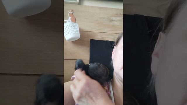 Голубёнок прилетел просить еду