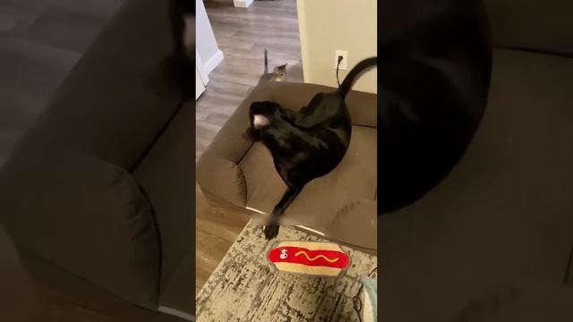 Весёлые приколы с кошками и собаками. Посмотри! 😂😅