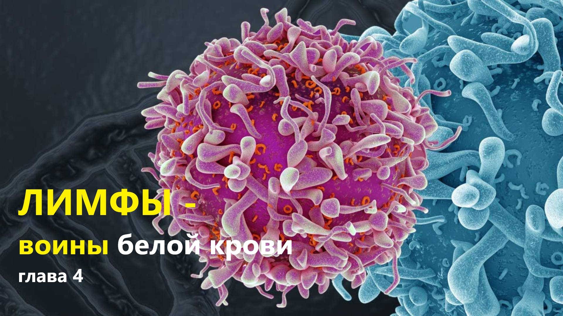 Лимфы. Воины белой крови. Глава 4. Разведка.