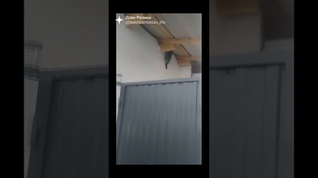 котэ скалолаз