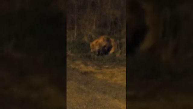 Лисичка-сестричка