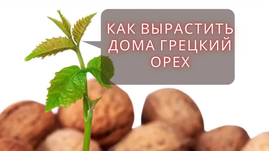 НЕ ВЕРЮ, ЧТО НЕТ РОСТКА | ВЫРАЩИВАЮ ГРЕЦКИЙ ОРЕХ