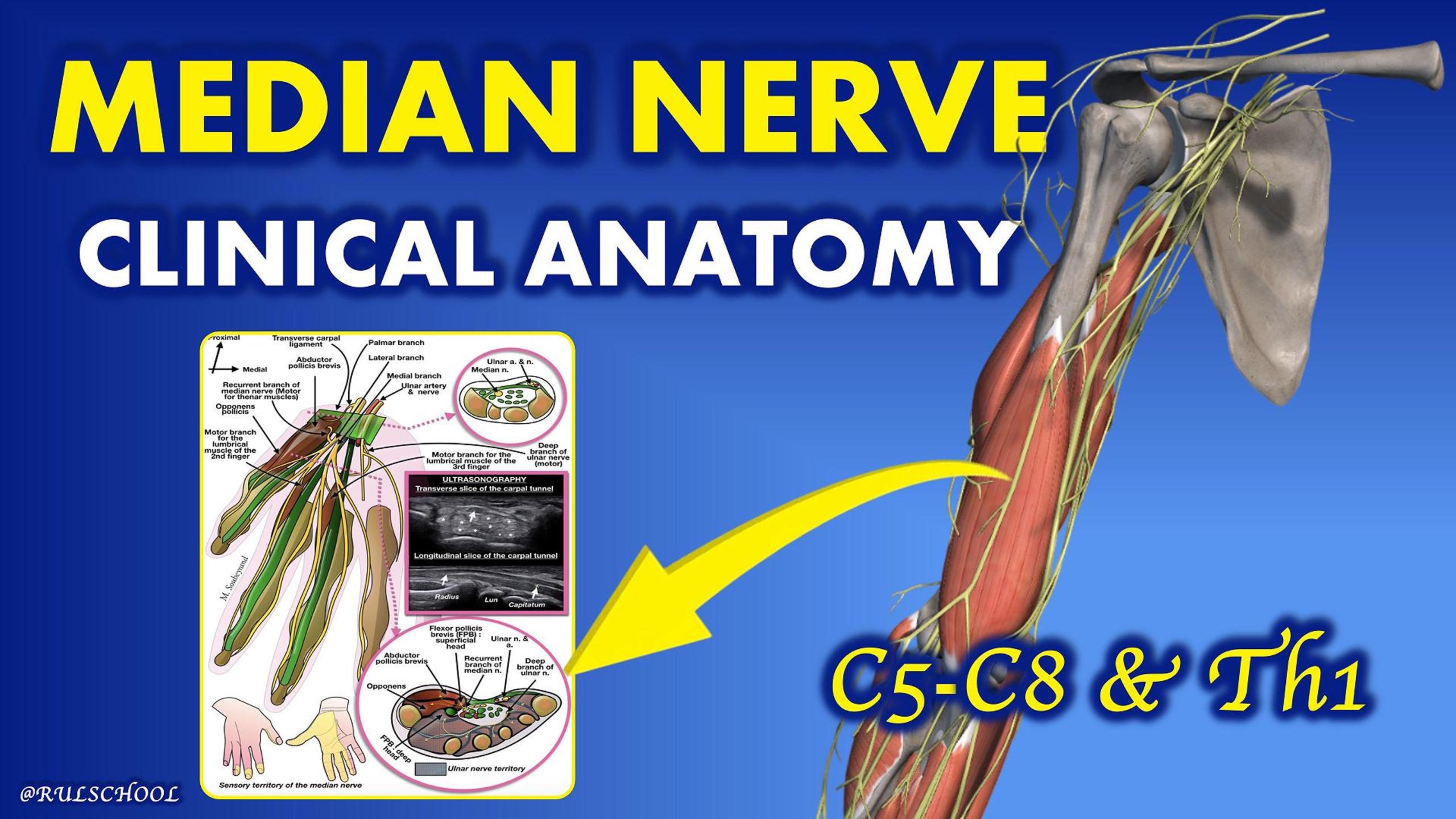 КЛИНИЧЕСКАЯ АНАТОМИЯ СРЕДИННОГО НЕРВА: ВСЕ ЧТО НАДО ЗНАТЬ СПЕЦИАЛИСТУ ПО БОЛИ #anatomy #ultrasound