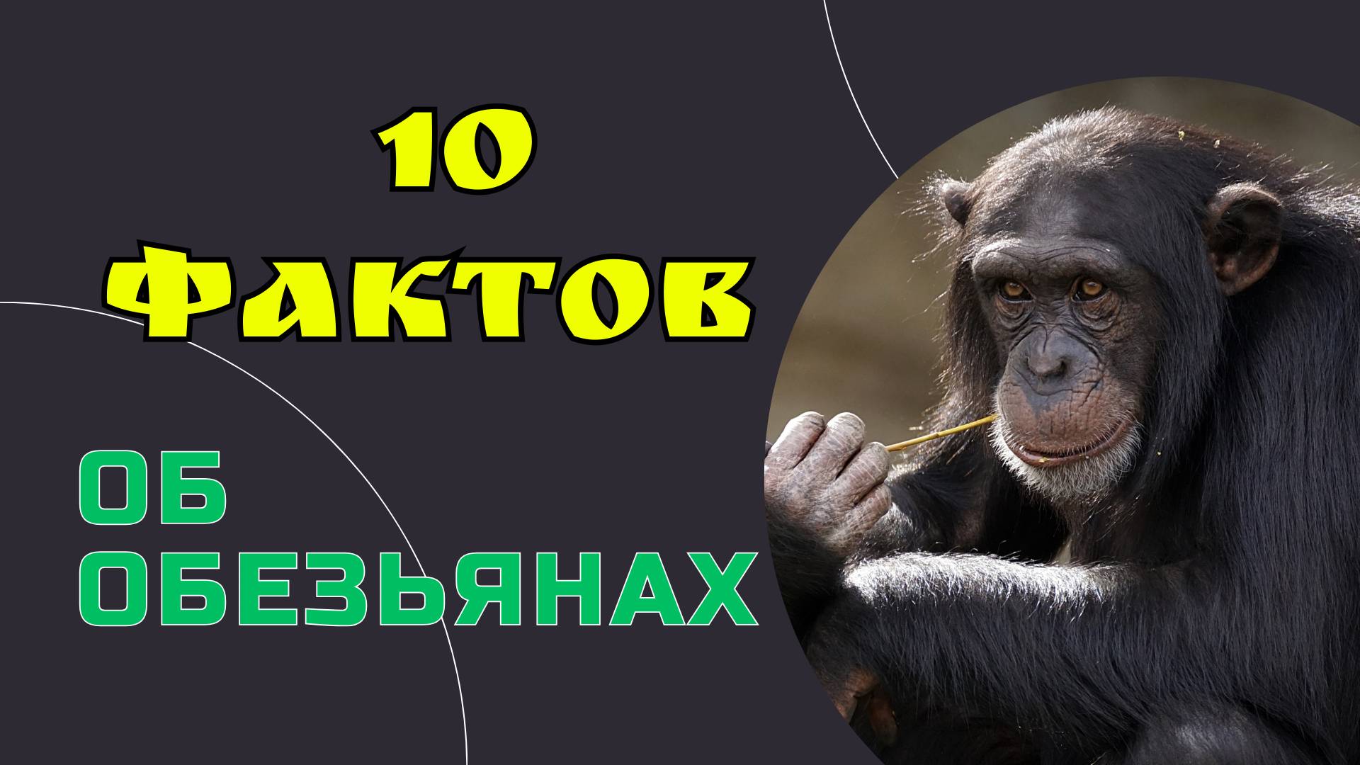 10 фактов об обезьянах / Они поражают нас своим поведением!