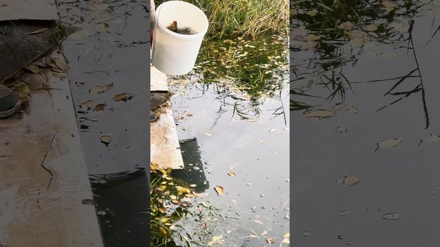 "Переселение душ" - зеркальный карп+амур (12.11.24)