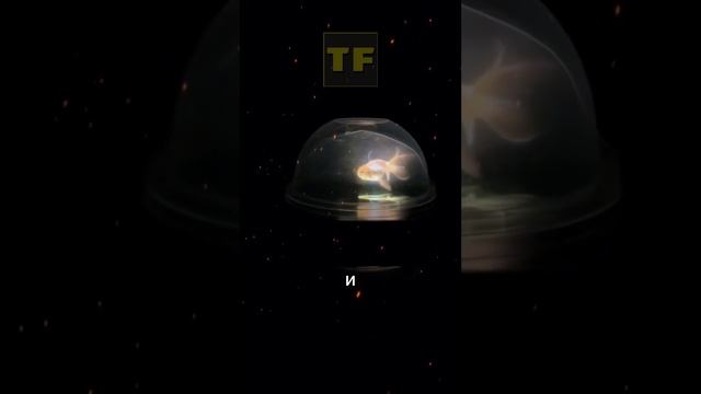 Эффект голограммы＂призрак" Пеппера