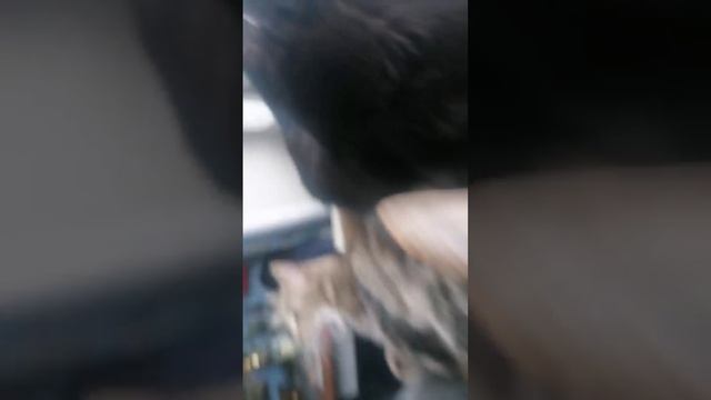 КОШКА И ДВА КОТА 08.01.2025 -