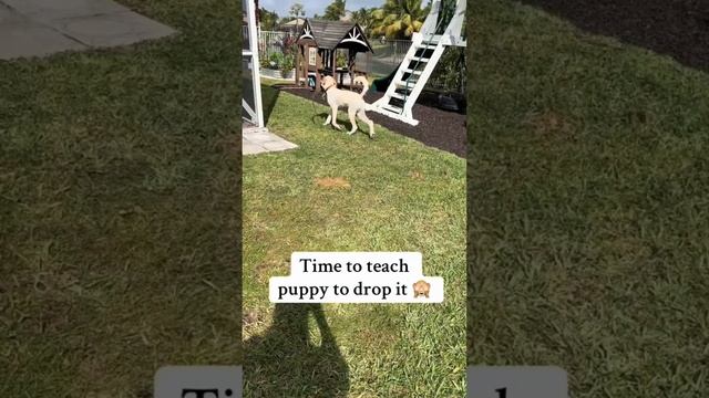 Милые и забавные животные. Весело до слёз! 😂😂