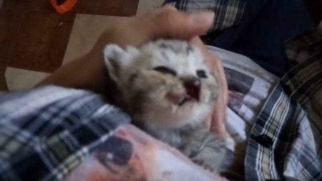 котенок с зайчьей губой и расщелиной нёба