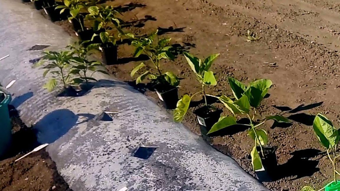 Грядки-термосы отличный урожай минимум ухода