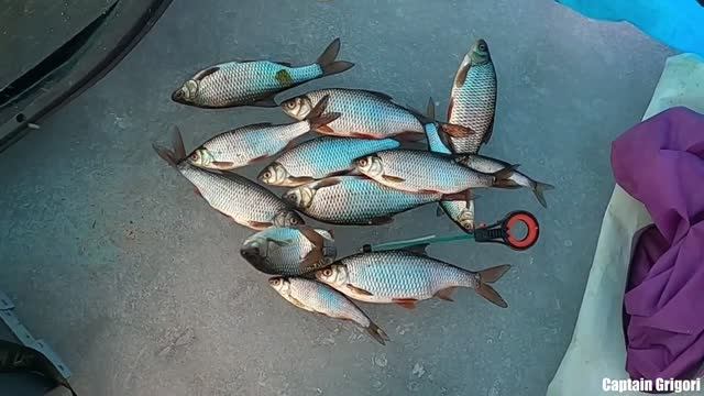 Крупная Плотва на Ладожском озере , красота природы