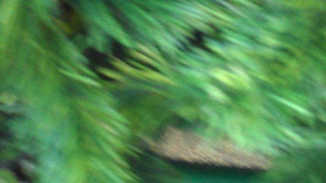 DSCN7948Новогодний Ставрополь январь 2025