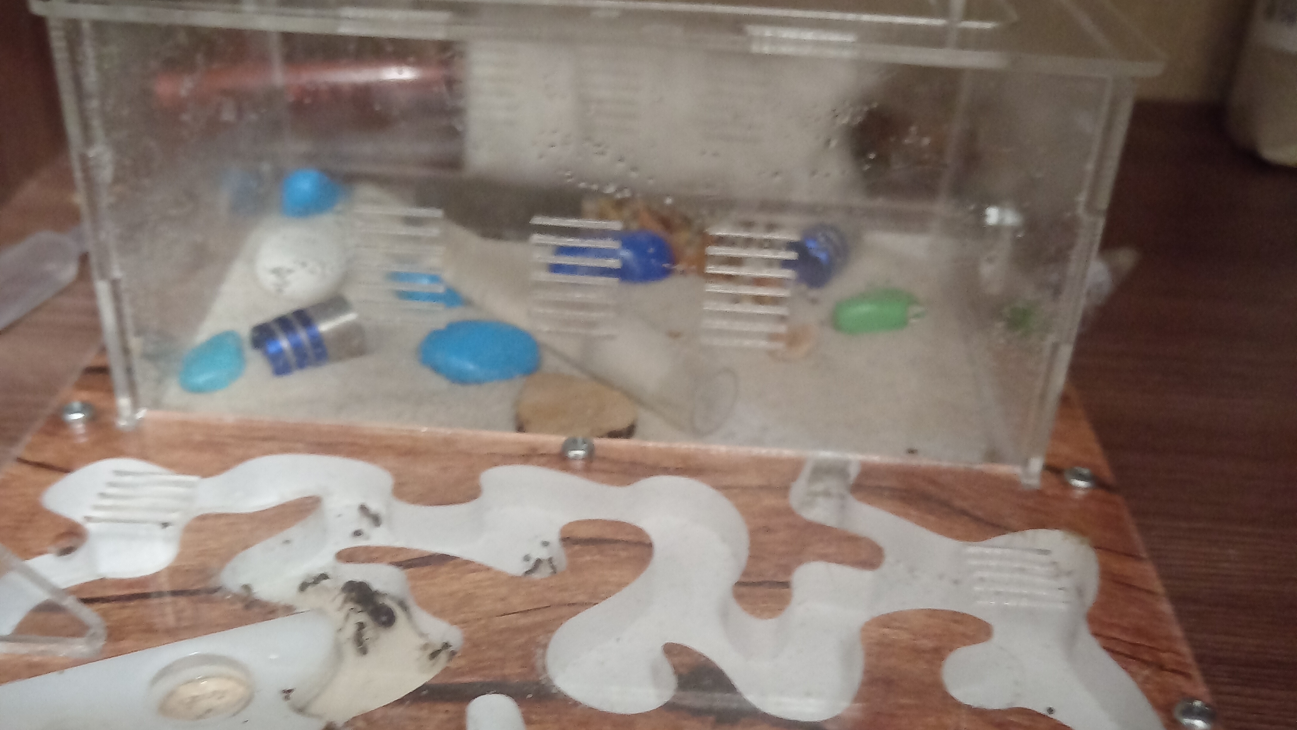 третья часть обзор на муравьиную ферму