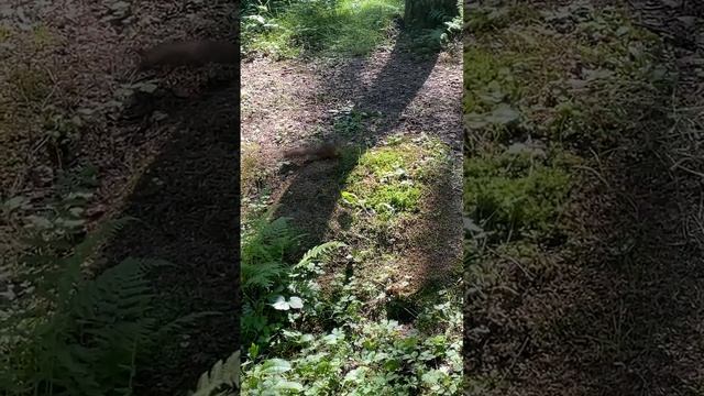 В Павловске. Санкт-Петербург