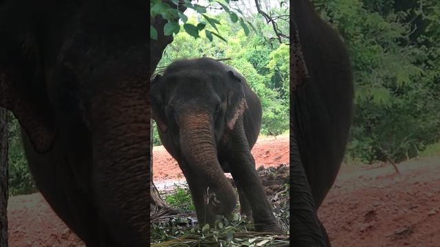Шри-Ланка! Возвращение!