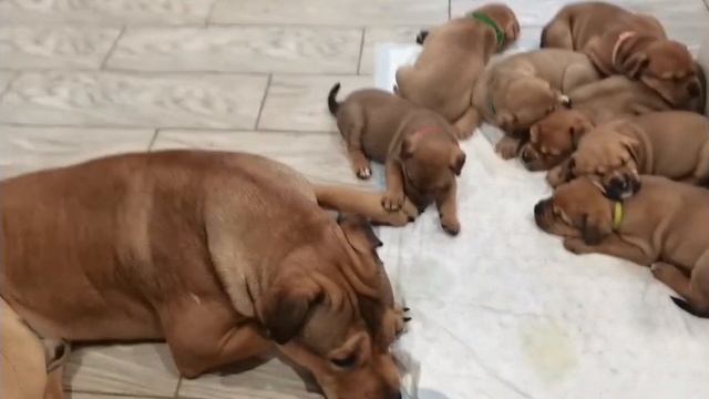 Усатый нянь дядя Гаврюша