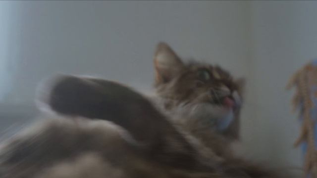 Кино "Кошка моется". Для расслабления и успокоения. Момент красоты.