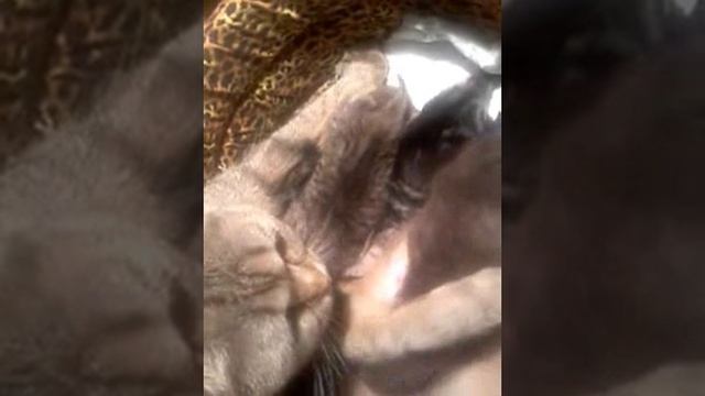 кошка кормит котят