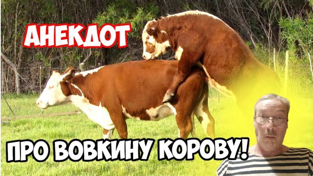 Анекдот про Вовкину корову!