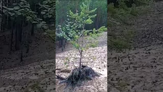 Дерево-гибрид.