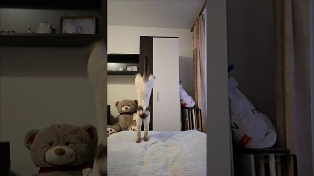 ЛЕТУЧАЯ КОШКА