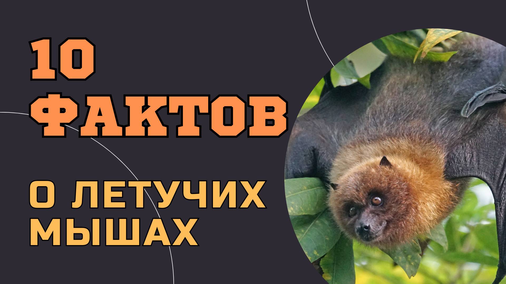 10 Удивительных фактов о летучих мышах!