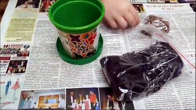 Мелисса на подоконнике! 🌱