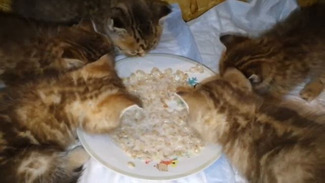 Первый прикорм