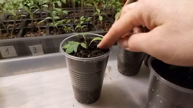 Пикируем ТОМАТЫ правильно, и они ВЫРАСТУТ КРЕПКИЕ и ЗДОРОВЫЕ!