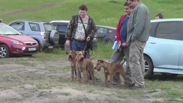 Ирландские терьеры : Соревнования по курсингу. 2015