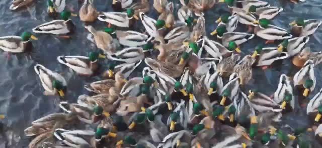 Безумные утки Кексгольма