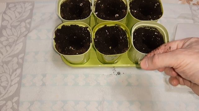 Рассада перца без пикировки.