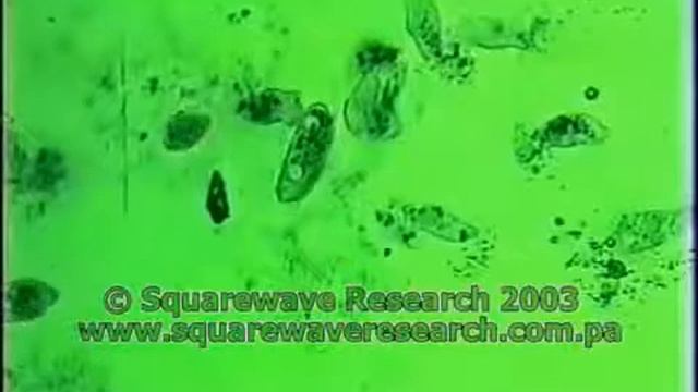 Действие прибора DeVita AP на паразитов