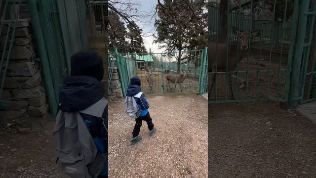 Крым январь ‘25 НГ.  Алуштинский дендрозоопарк