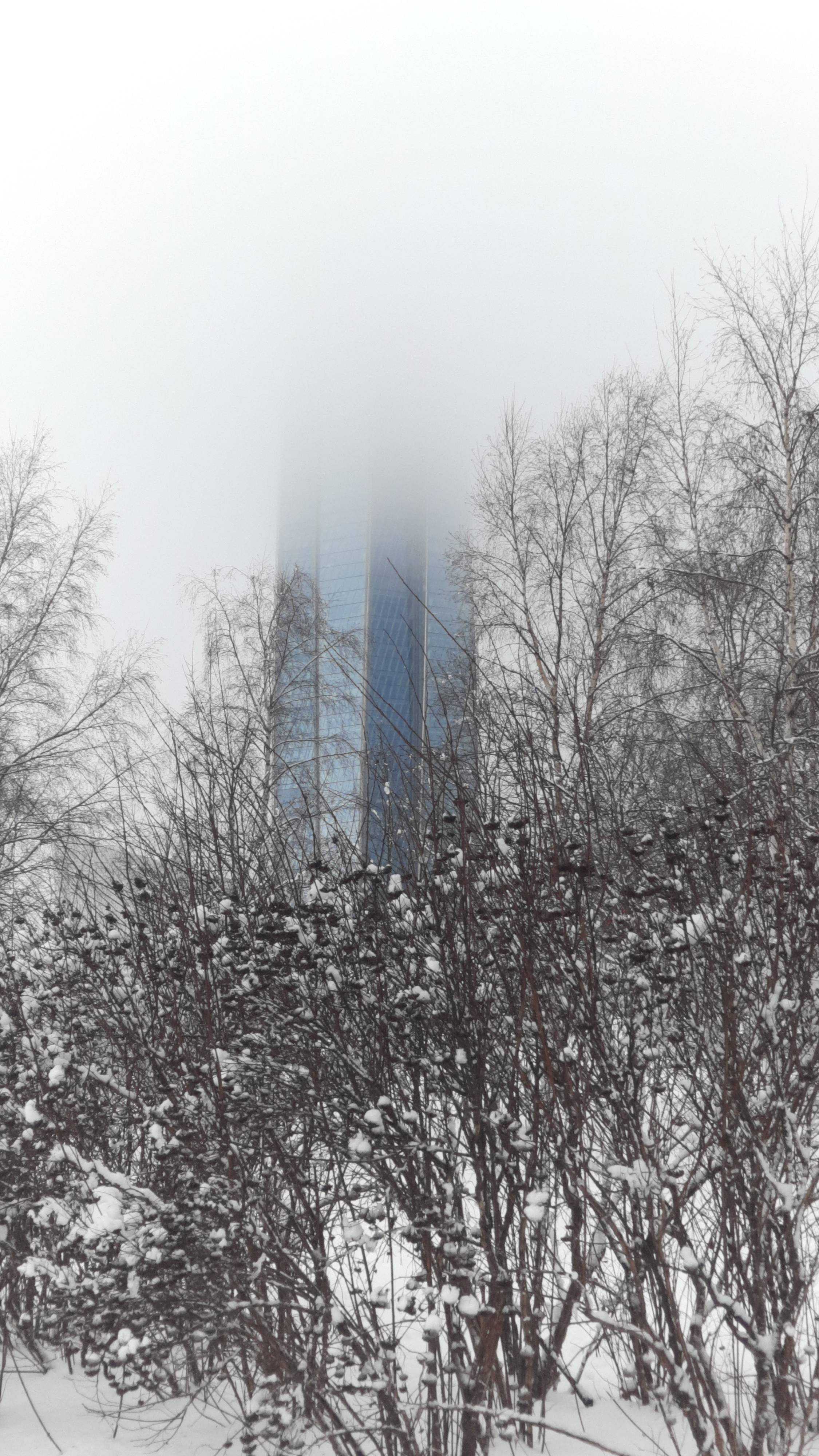 8 января 2025 в парке 300летия Санкт-Петербурга.